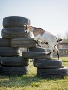 27 DIY Goat Toys – The DIY Desire